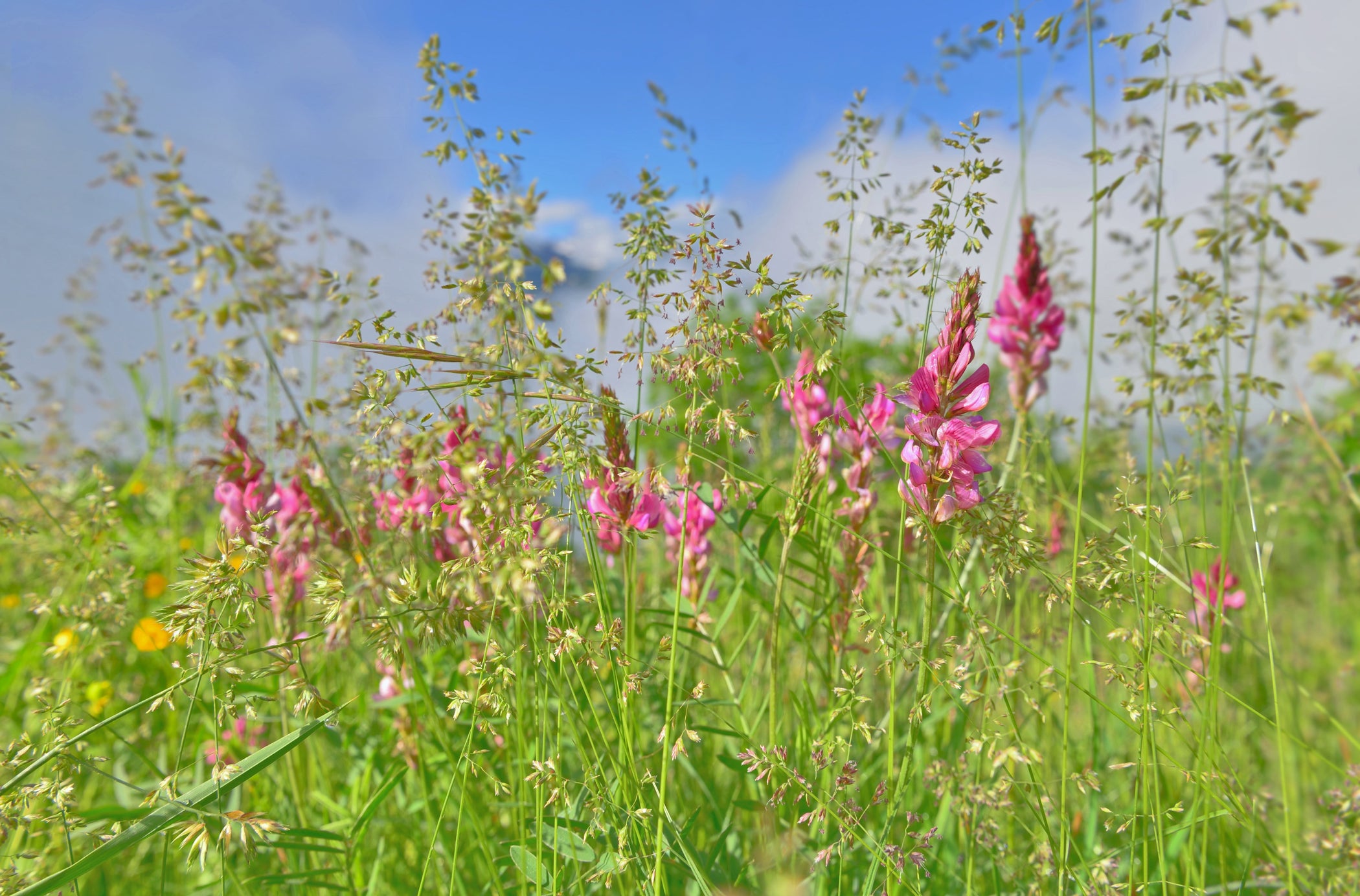 Sainfoin for horses – benefit or pitfall? – Regulator Complete ApS