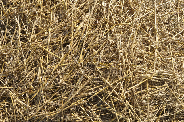 NDF & ADF – How “rough” and how “digestible” is your roughage real ...