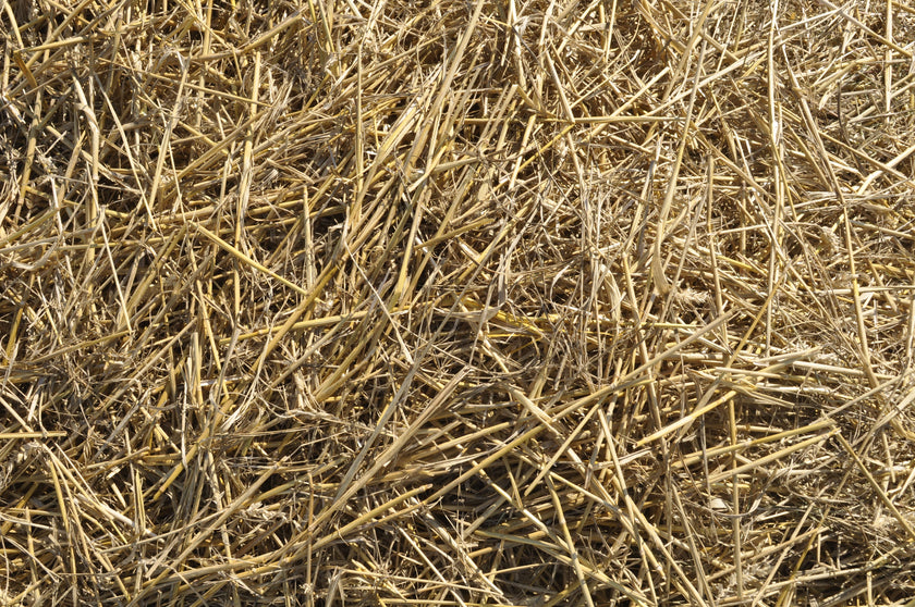 NDF & ADF – How “rough” and how “digestible” is your roughage real ...